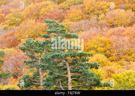 Autumn y Moncayo natural Park, Zaragoza, Spain Stock Photo - Alamy
