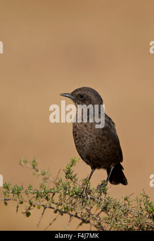 Southern ant-eating chat (Myrmecocichla formicivora), Mountain Zebra ...