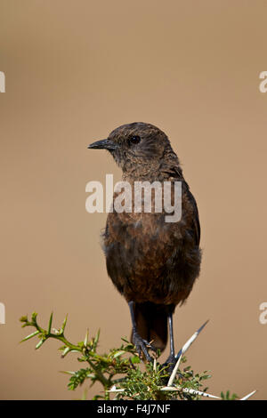 An Ant-eating Chat (Myrmecocichla formicivora) at Rietvlei Nature ...