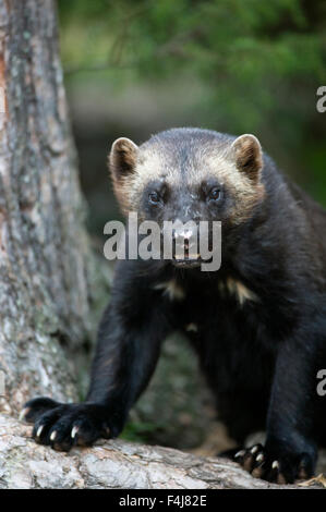 Wolverine on tree Stock Photo - Alamy