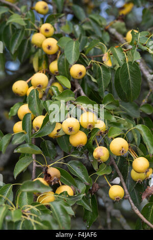 Wild Pear, fruit, Wilde Birne, Frucht, Früchte, Birnen, Wildbirne ...