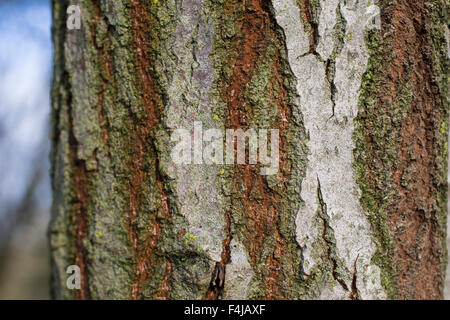 Zitterpappel, Zitter-Pappel, Pappel, Espe, Rinde, Stamm, Borke, Populus ...