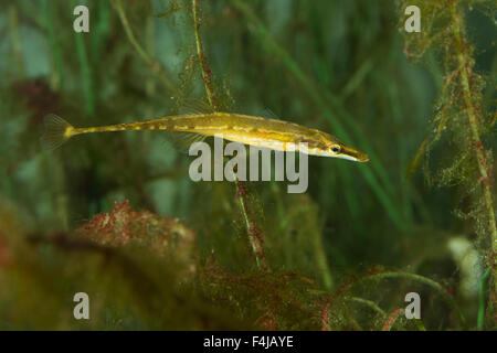 Fifteen-spined Stickleback - Spinachia spinachia Stock Photo - Alamy