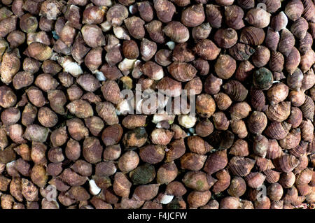 Dogwhelks (Nucella lapillus) massed together on rock, Lofoten, Norway ...