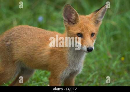 Sweden, Scandinavia, Oland, Red fox sitting in grass, close-up Stock ...