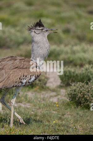 Ludwig's bustard (Neotis ludwigii), Etosha National Park, Namibia ...