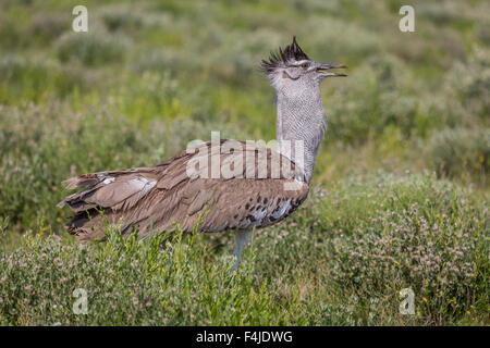 Ludwig's bustard (Neotis ludwigii), Etosha National Park, Namibia ...