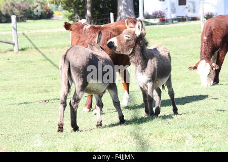 Miniature Donkeys in an enclosed corral with cows. They are ideal farm ...