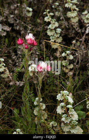 Harenna Forest, Bale Mountains National Park, Ethiopia Stock Photo - Alamy