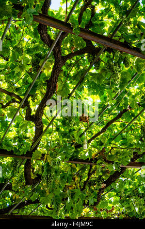 Garden light bulb Stock Photo - Alamy