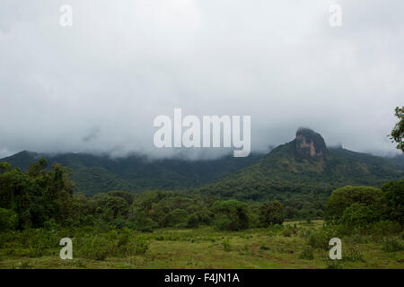 Harenna Forest, Bale Mountains National Park, Ethiopia Stock Photo - Alamy