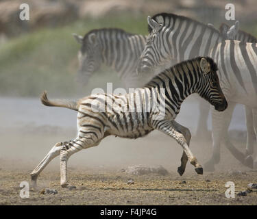 Africa, animals in the wild, young animal, bush, daytime, Gauteng ...