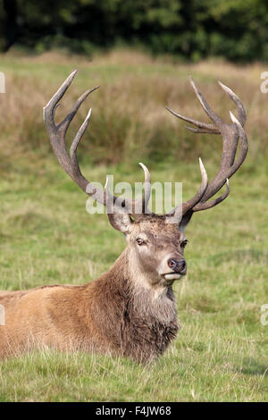 Red Deer Stag Facing Camera Stock Photo - Alamy