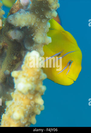 Lemon goby (Gobiodon citrinus) on staghorn coral (Acropora), Gubal ...