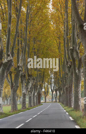 Plane tree avenue, Provence, Provence-Alpes-Côte d'Azur, France, Europe ...