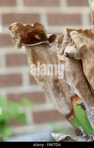 Dried "pitchers" of yellow trumpet pitcher plant from previous year's ...