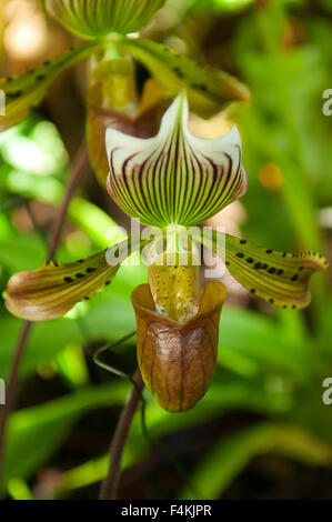 Paphiopedilum tonsum Orchid Stock Photo - Alamy
