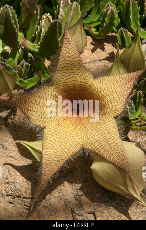 Carrion-flower Stapelia gigantea Stock Photo - Alamy