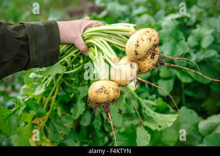 Female hand holding young turnips in closeup Stock Photo - Alamy