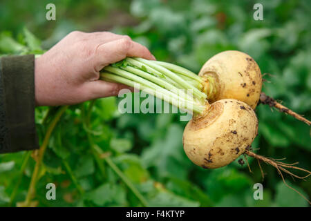 Female hand holding Organic Turnip Pulled From Garden Stock Photo - Alamy