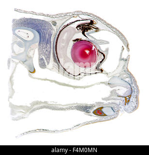 Brightfield photomicrograph, stained section of frog stomach showing ...