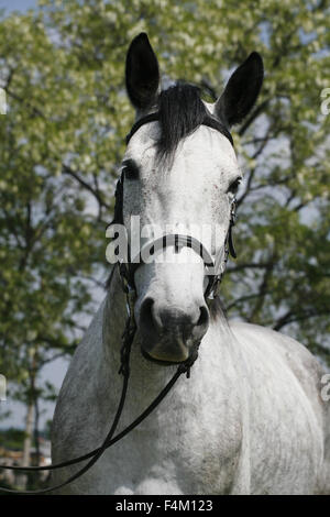 Gray horse in halter running in the field Stock Photo - Alamy