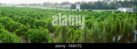 Orange trees plantation with irrigation canal at in Guadiana Meadows ...