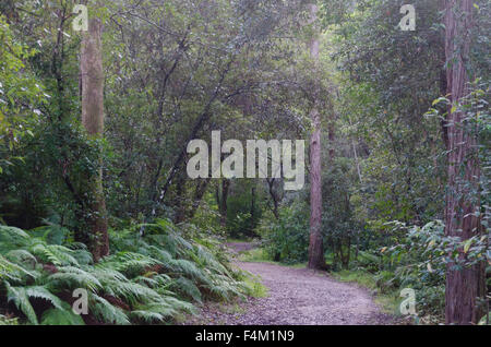 A fire trail bush track in northern Sydney bush land in New South Wales ...