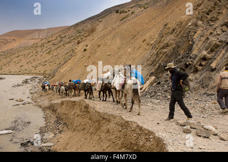 Pack horses carrying loads with the mountain of Stok Kangri in the ...