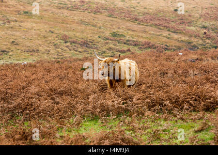 Highland longhorn cattle on Dartmoor, Devon, UK Stock Photo - Alamy