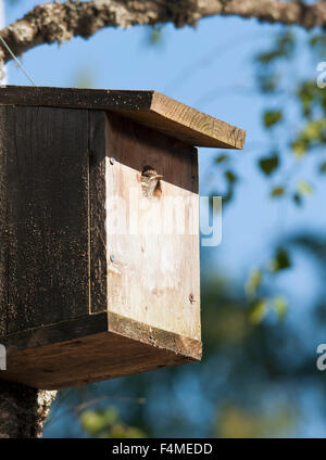 European pied flycatcher (Ficedula hypoleuca), a female specimen with a ...
