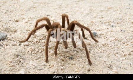 A Desert Tarantula, Aphonopelma Iodium, walks across a dirt road in ...