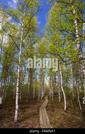 wetlands of Liminka Bay Reserve, Finland, Liminka Stock Photo - Alamy