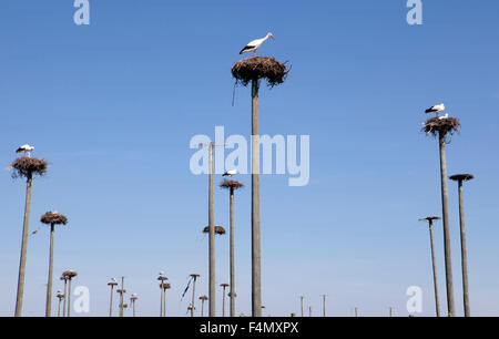 Ciconia ciconia Storks colony in a protected area at Los Barruecos ...