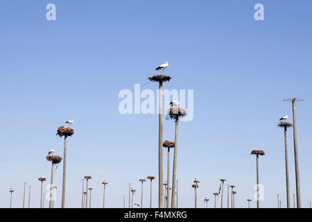 Ciconia ciconia Storks colony in a protected area at Los Barruecos ...