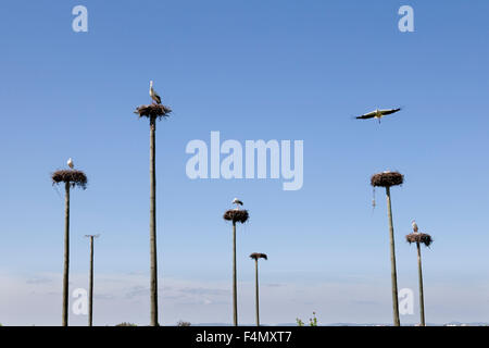 Ciconia ciconia Storks colony in a protected area at Los Barruecos ...
