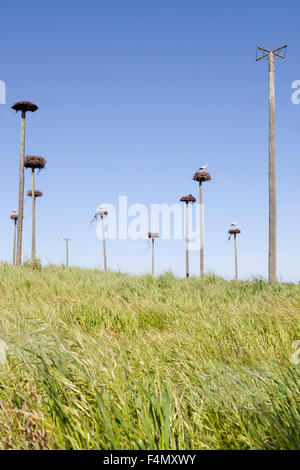 Ciconia ciconia Storks colony in a protected area at Los Barruecos ...