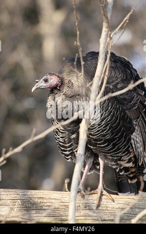 Turkey perched on fence Stock Photo - Alamy