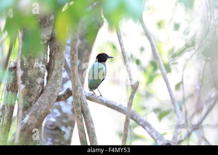 Rainbow pitta (Pitta iris) in Australia Stock Photo - Alamy