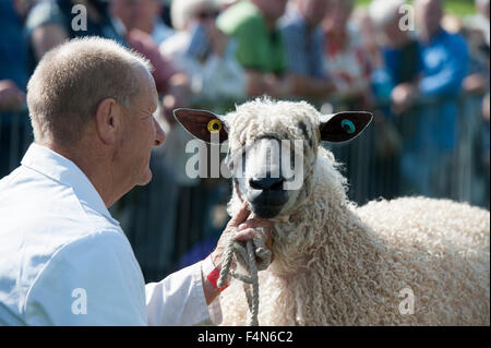 Old shepherd showing Teeswater sheep at the Westmorland, Show, Cumbria ...