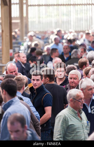Crowd of farmers watching a sheep sale at J36 Auction Mart, Kendal ...
