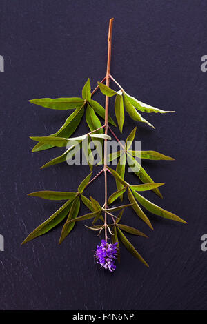 Monk's pepper, Vitex agnus-castus Stock Photo - Alamy