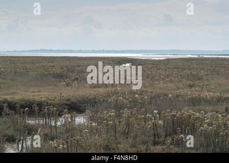 An autumn view across the Leigh on Sea salt marsh across the Thames ...