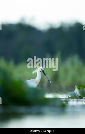 Eurasian Spoonbill (Platalea leucorodia) adult feeding in estuary with ...