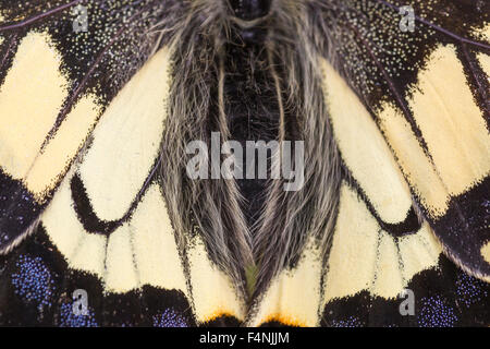 Swallowtail Butterfly (Papilio machaon) forewing. Papilionidae. Crete ...