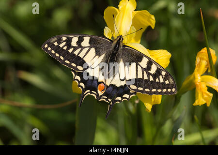 Swallowtail Butterfly (Papilio machaon) forewing. Papilionidae. Crete ...