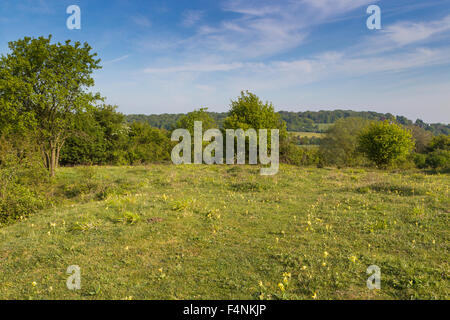 Noar Hill, Selborne, Hampshire, UK. Westerly outposts of the South ...