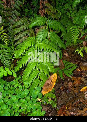 Chain fern, European chain fern, Rooting chainfern (Woodwardia radicans ...