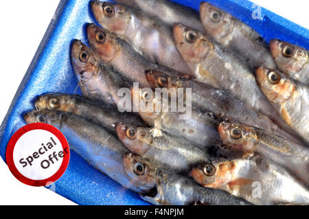 Sprats, sprattus sprattus, that have been bought from a supermarket in ...