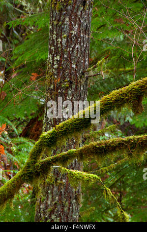 Douglas fir along Rogue River Trail, Rogue Wild and Scenic River, Rogue ...